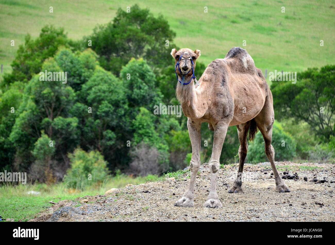 australia animal used for riding Stock Photo - Alamy