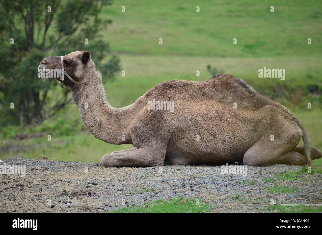 australia animal used for riding Stock Photo - Alamy