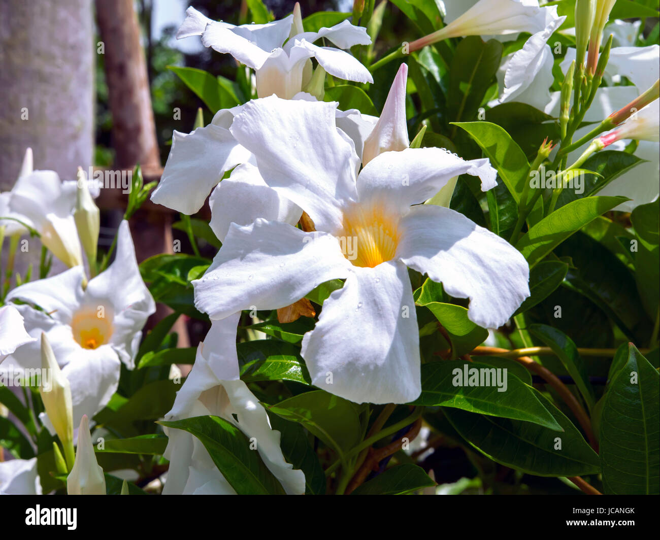 Flowers of Family Apocynaceae Stock Photo - Alamy