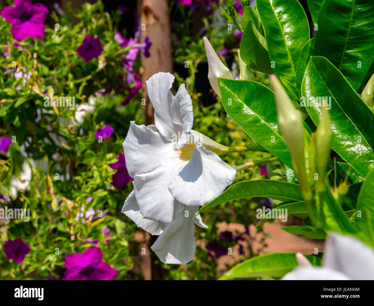 White Allamanda Flowers After Rain Stock Photo - Alamy