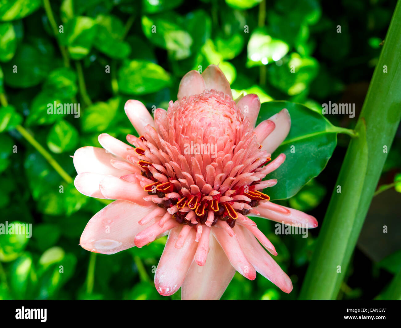 Nicolaia magnifica hi-res stock photography and images - Alamy