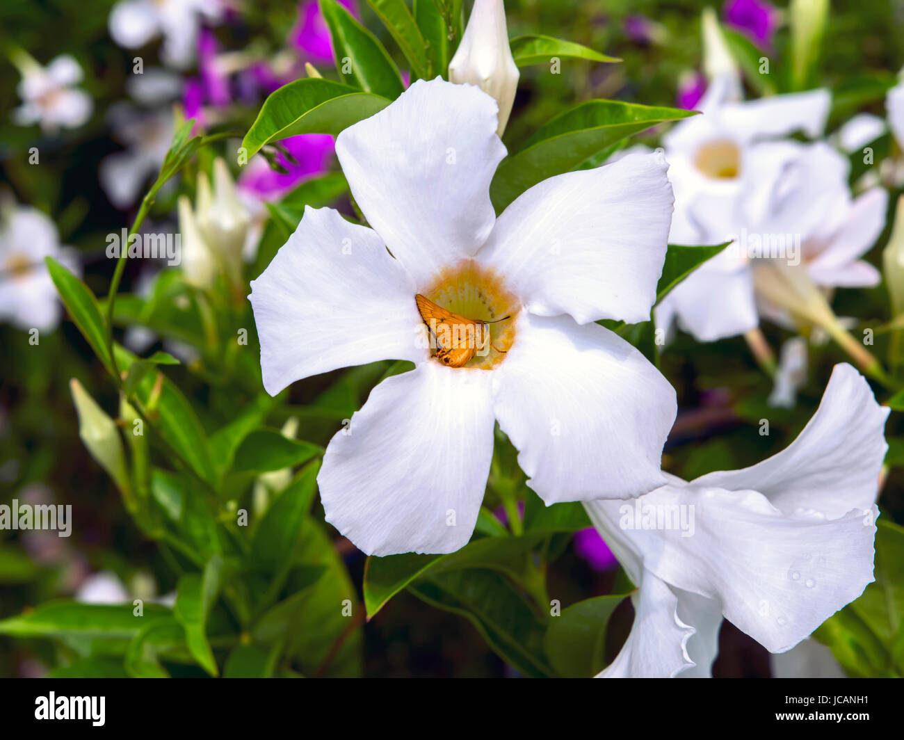 Golden Butterfly Inside White Allamanda Stock Photo - Alamy