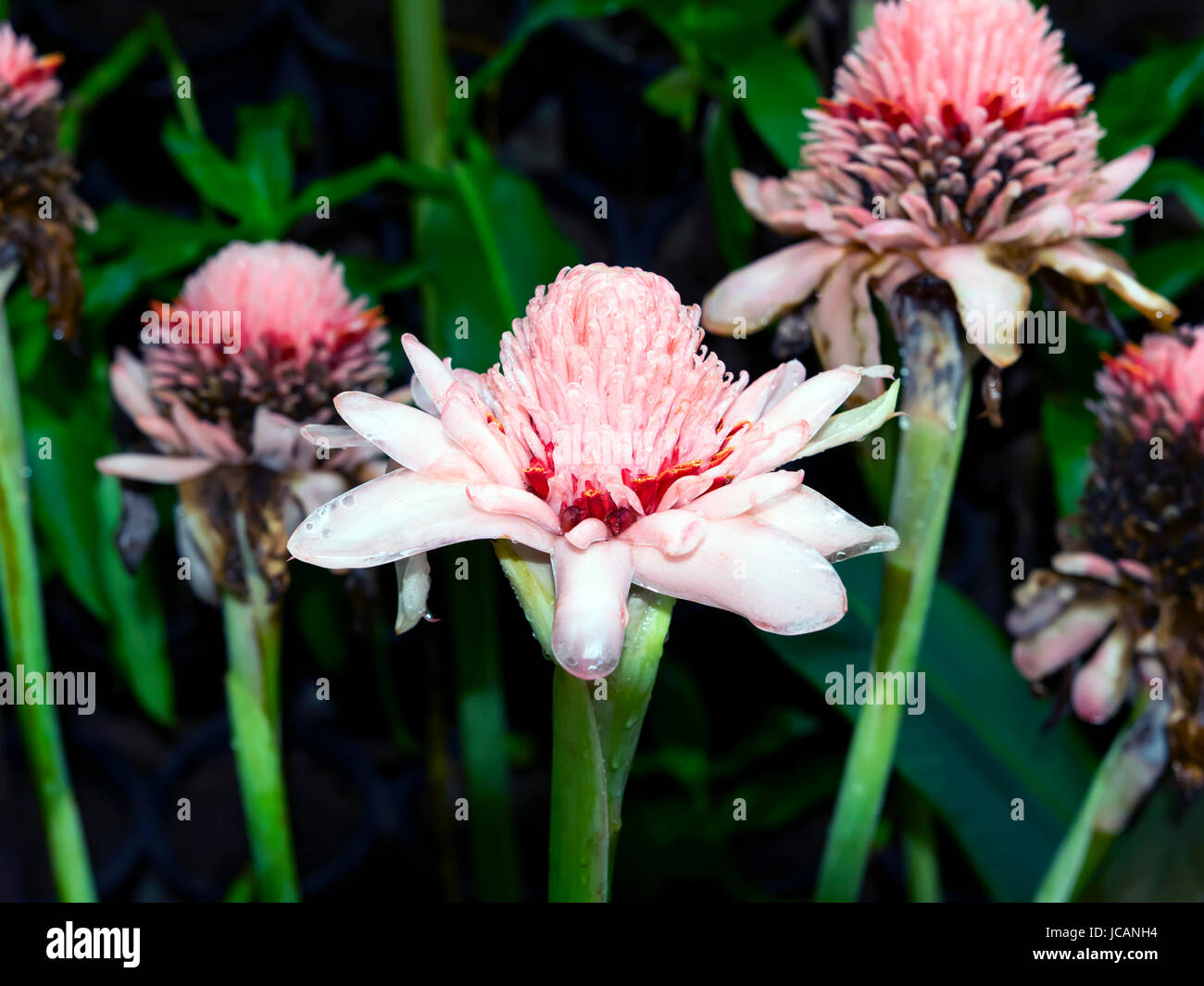 Nicolaia magnifica hi-res stock photography and images - Alamy