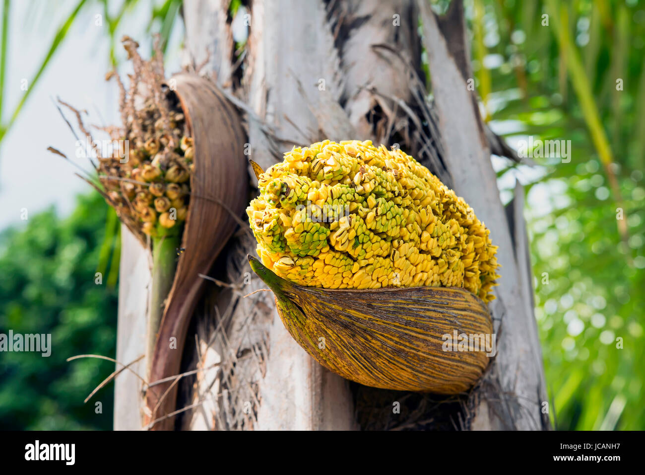 Flower Bud of Palm Tree Stock Photo - Alamy