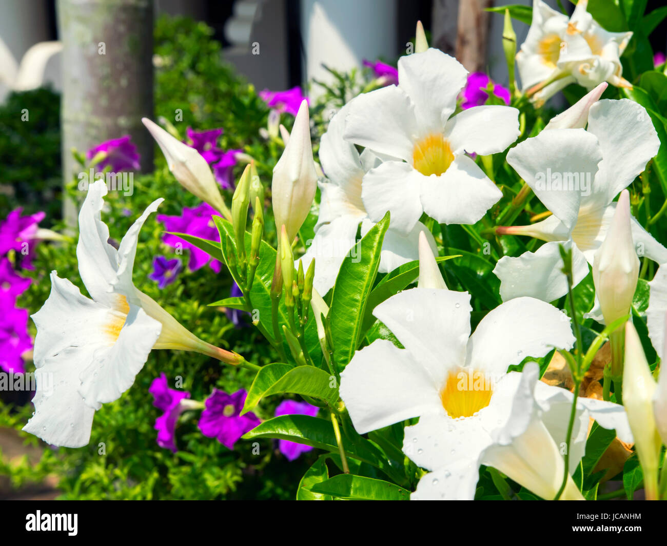 White Allamanda on the Background of Petunias Stock Photo - Alamy