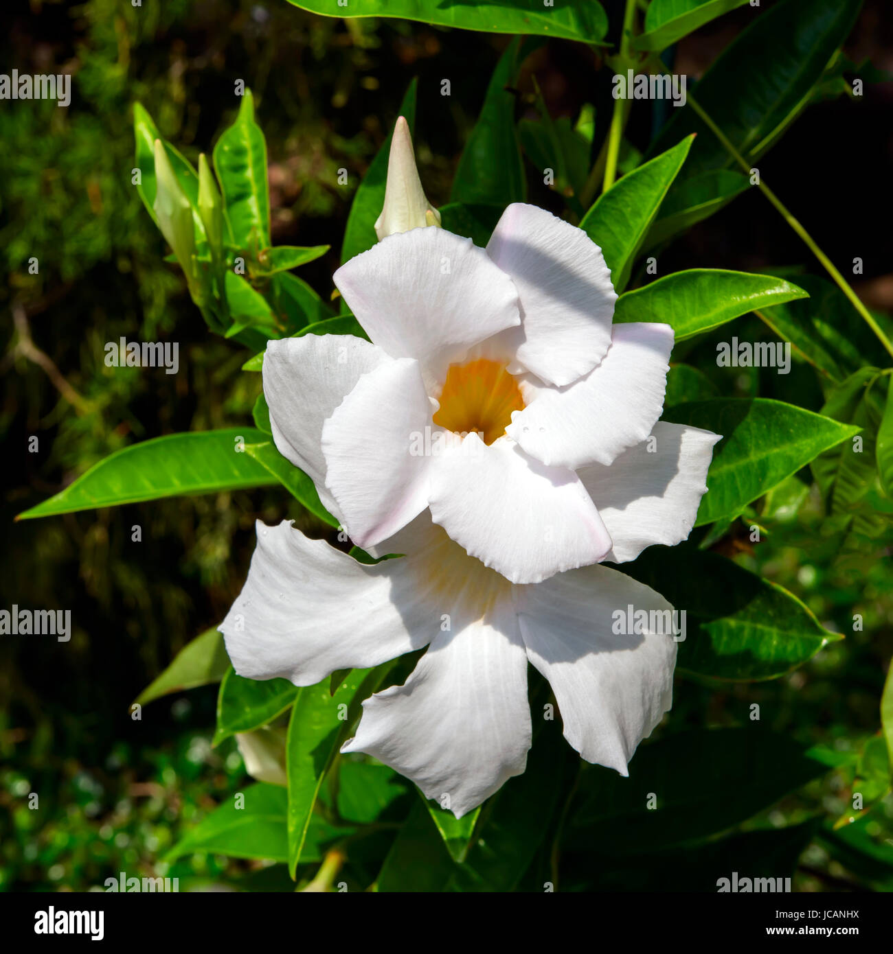 Two White Allamanda Flowers Stock Photo - Alamy