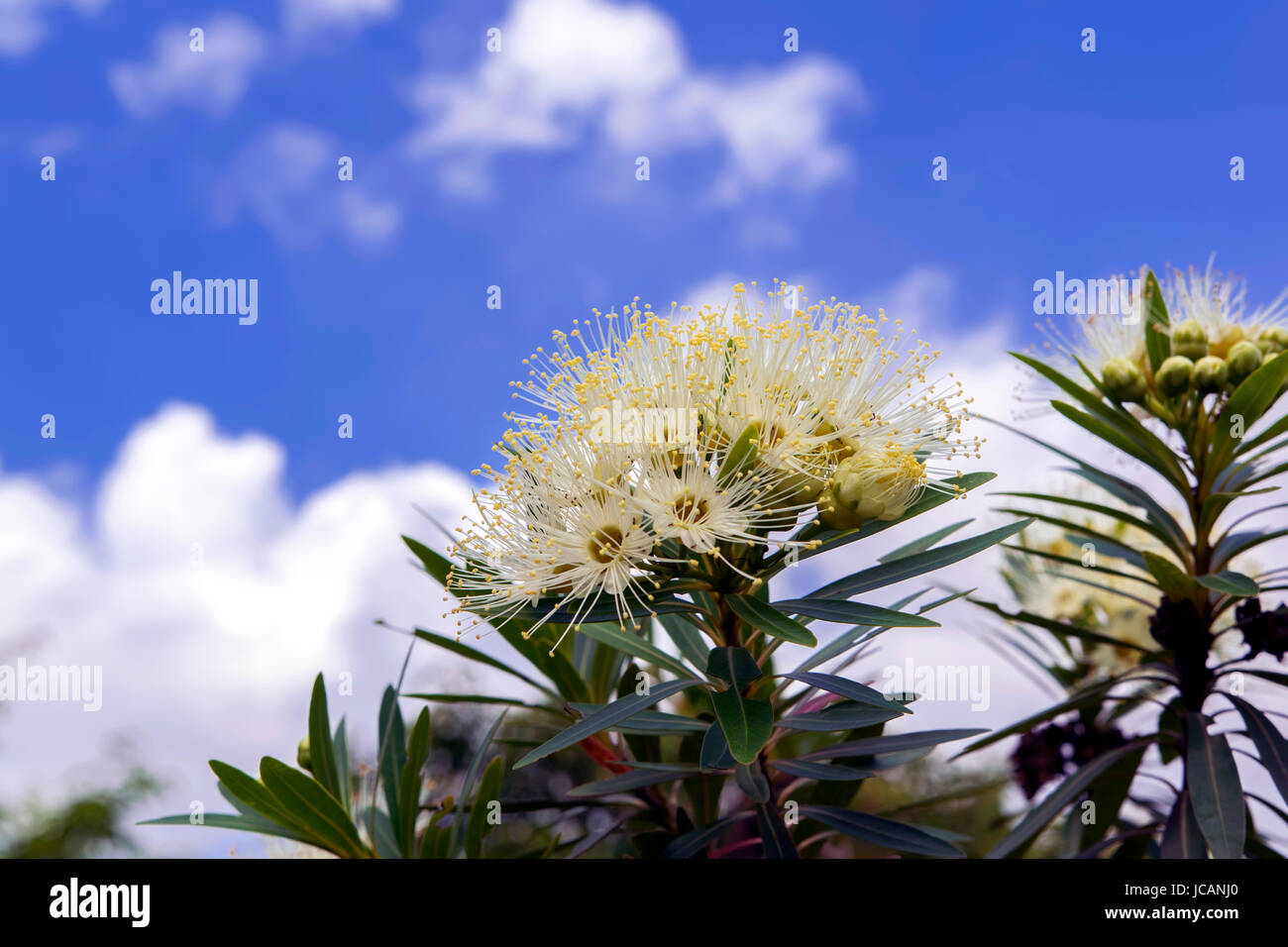 White Xanthostemon Bush Stock Photo - Alamy