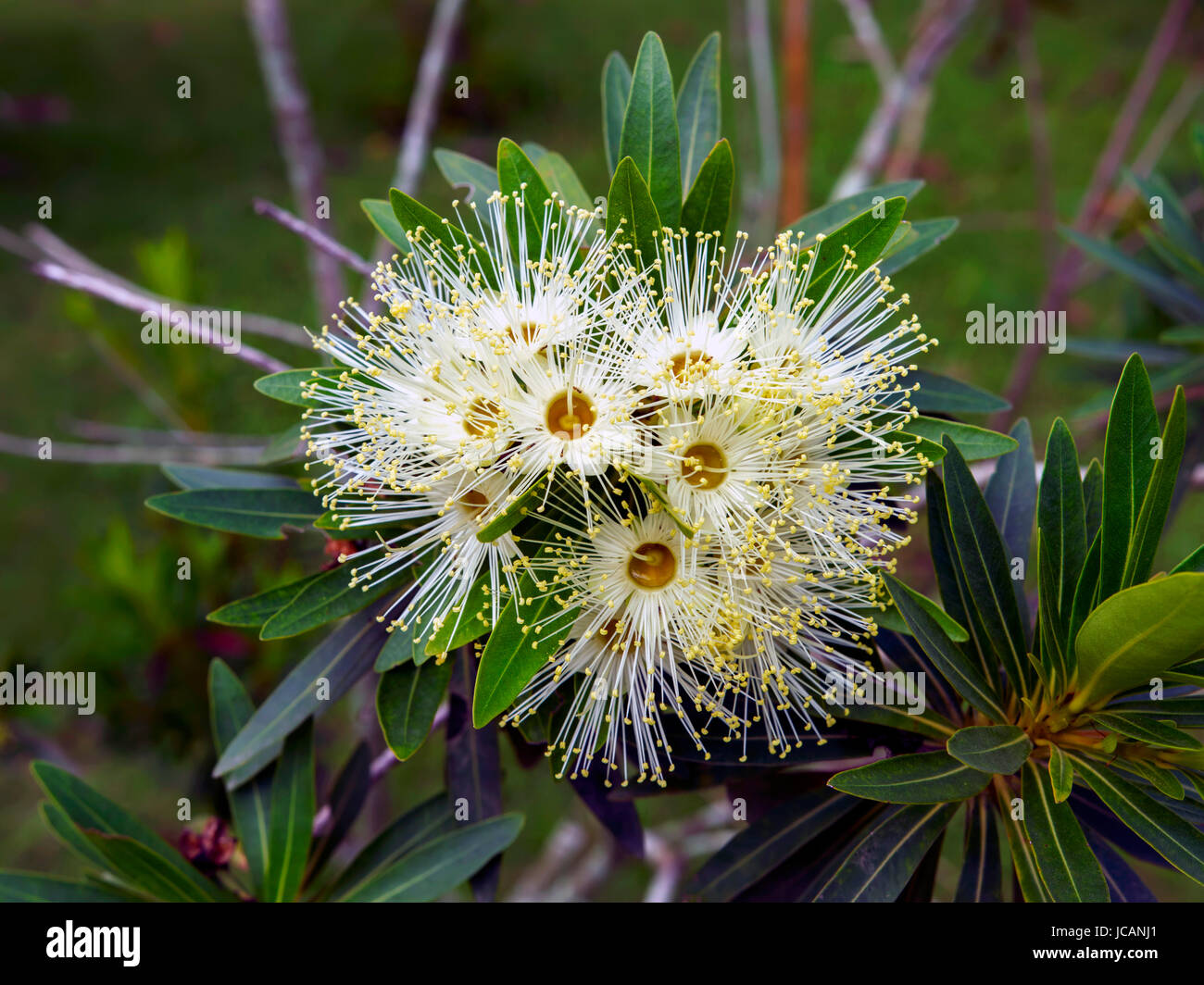 White Xanthostemon in Nong Nooch Garden Stock Photo - Alamy