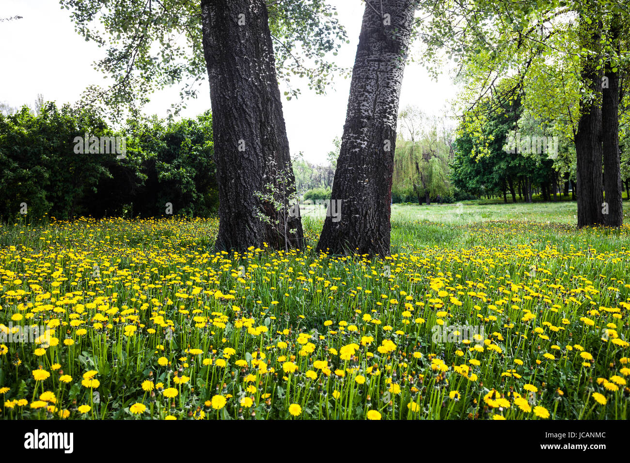 Trunks of trees surrounded by blooming yellow dandelions Stock Photo ...