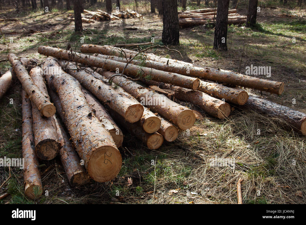Rough sawn timber beam hi-res stock photography and images - Alamy