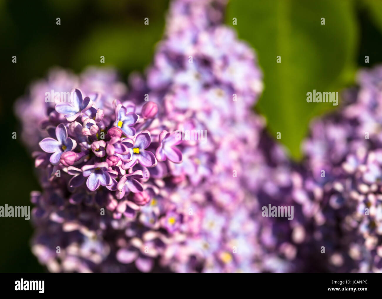Branches of beautiful and delicate spring lilac flowers Stock Photo - Alamy