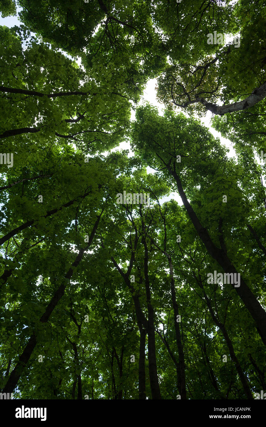 Silhouettes of green maple treetops against the sky Stock Photo - Alamy