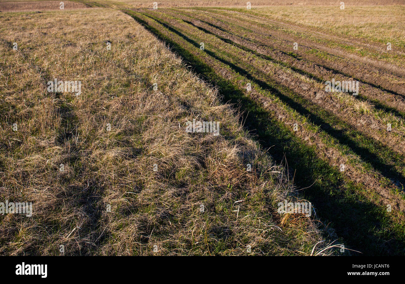 Countryside road overgrown with grass. Lots of wheel ruts Stock Photo ...