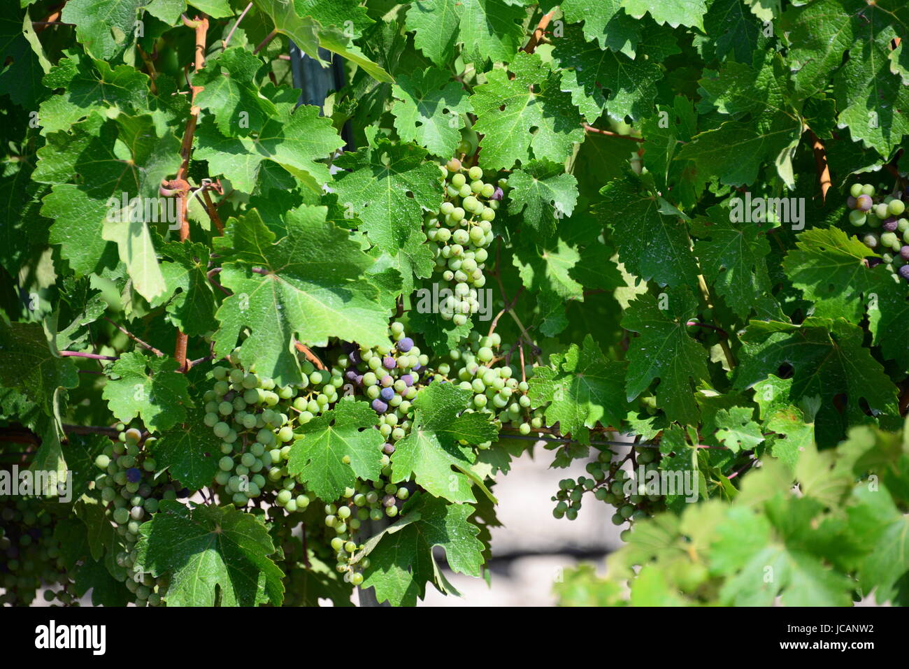 grapes - spain Stock Photo - Alamy