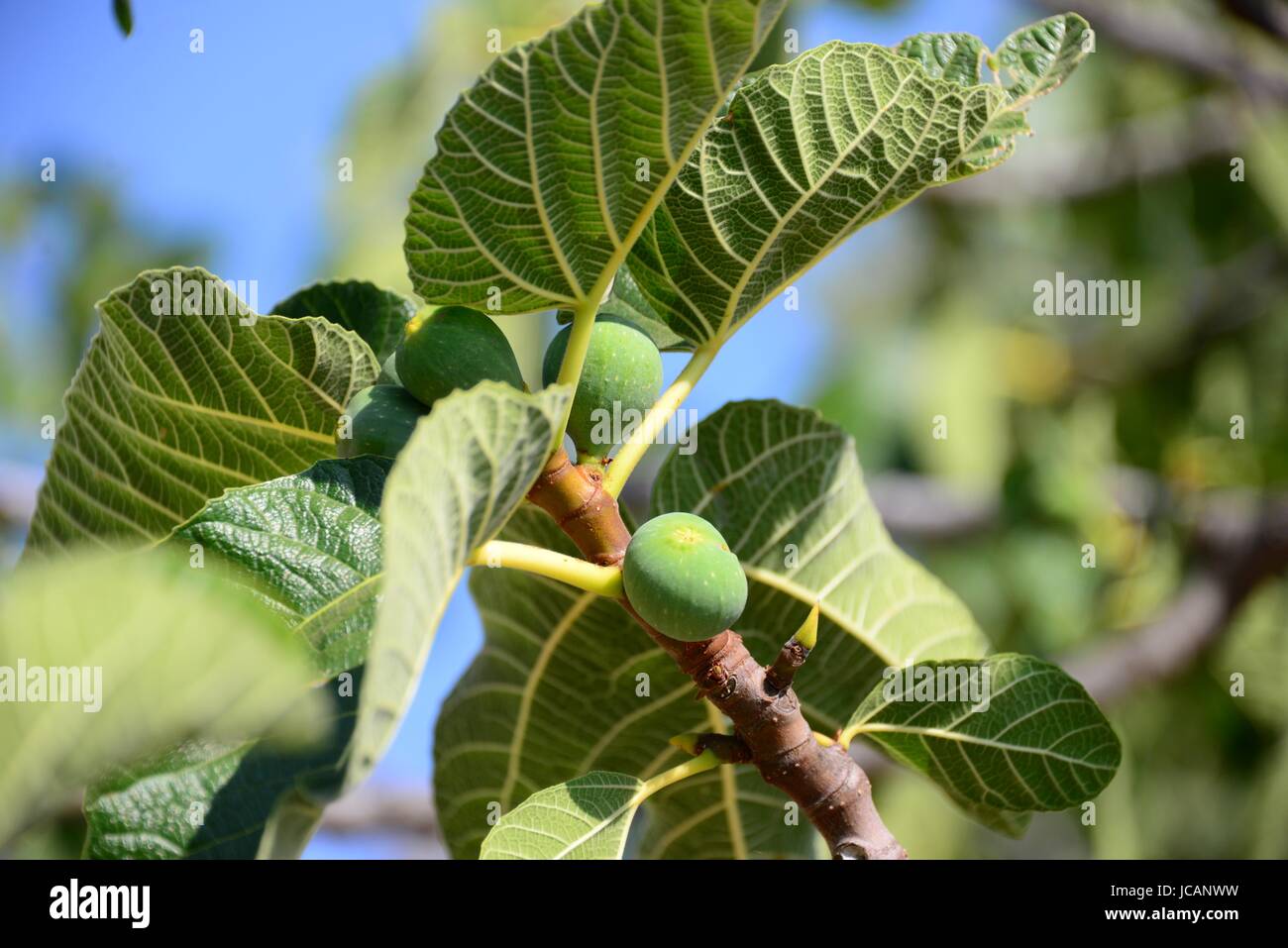 autumn foliage fig tree Stock Photo - Alamy