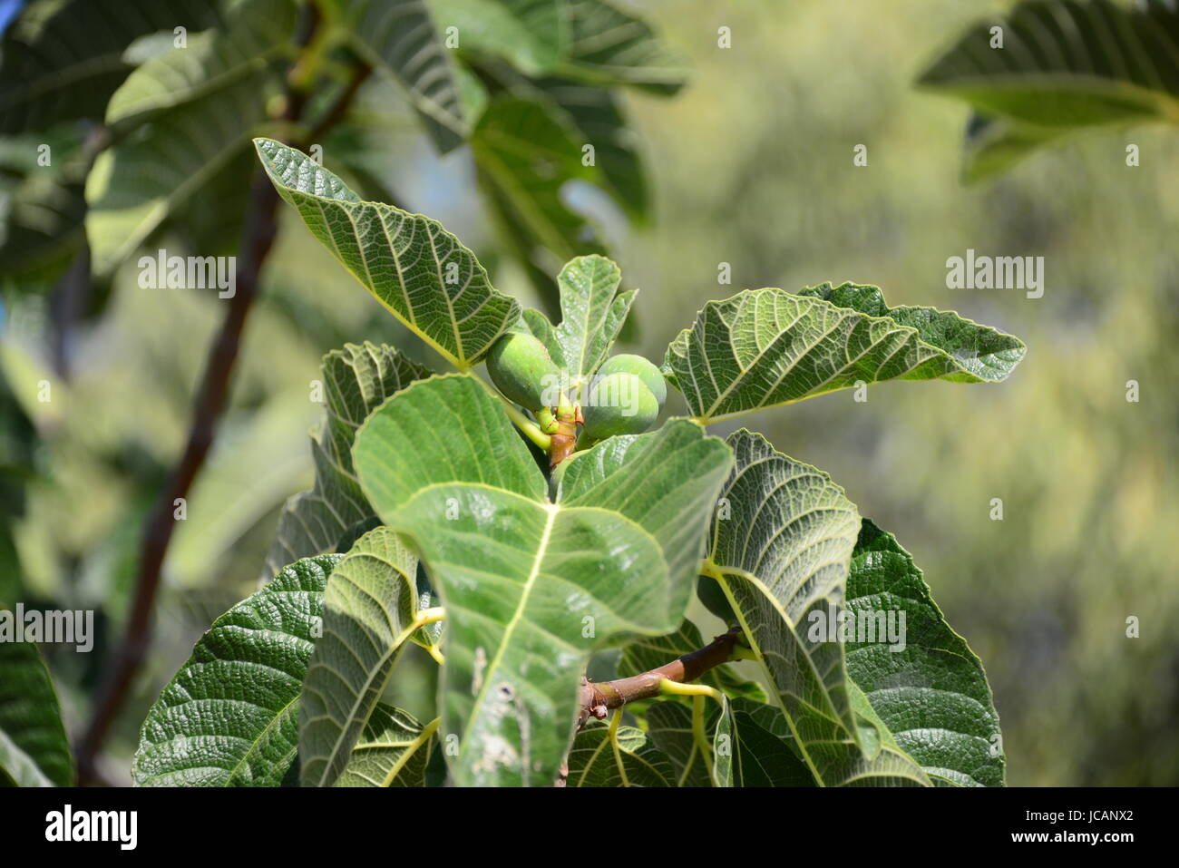fig tree - spain Stock Photo - Alamy