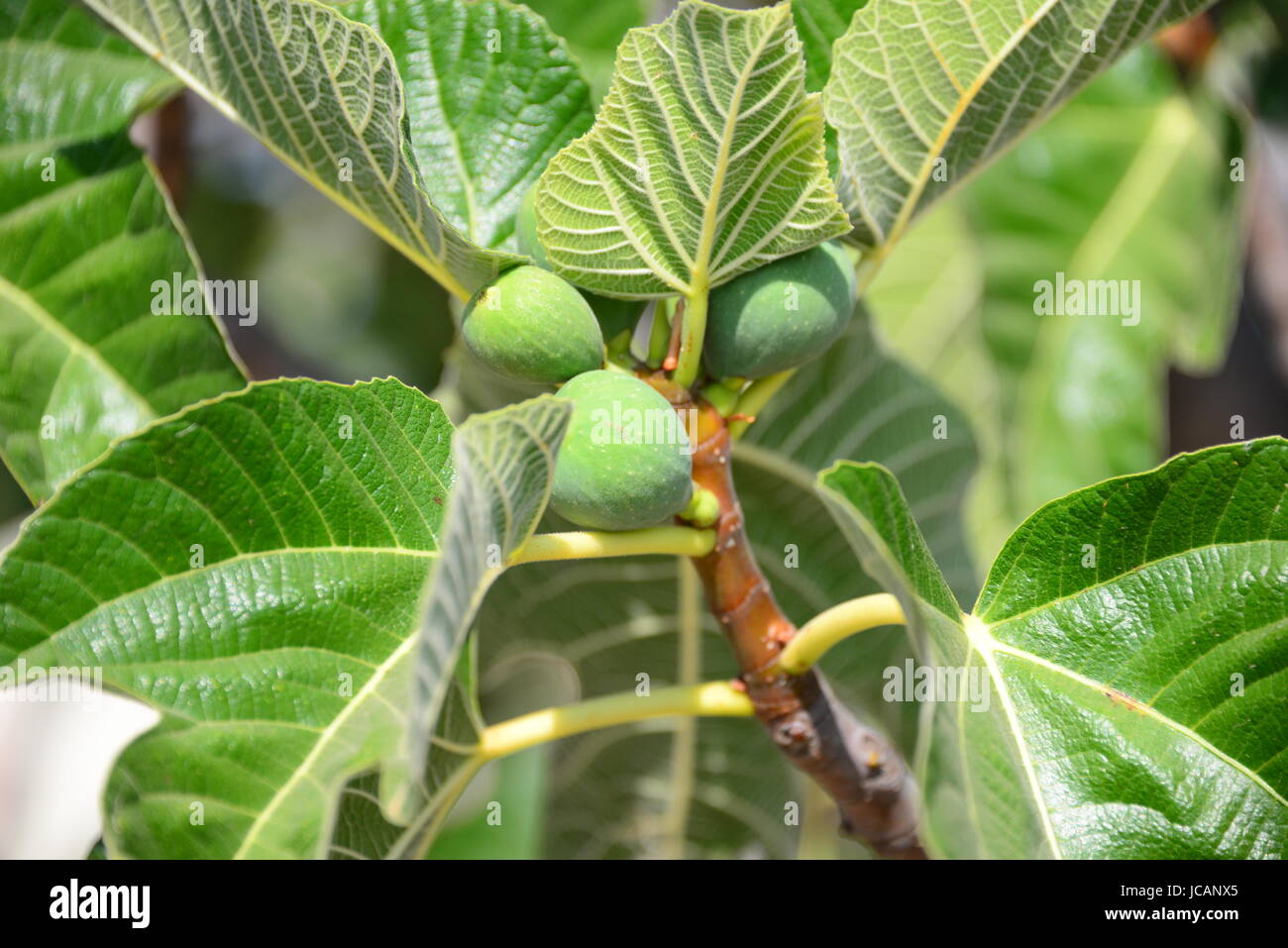 fig tree - spain Stock Photo - Alamy