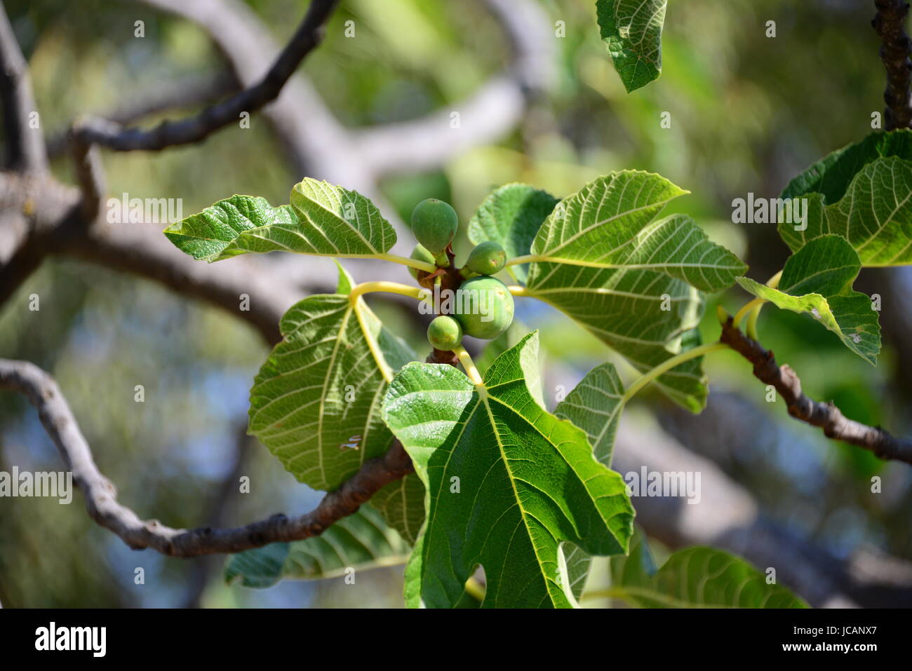 square tree - spain Stock Photo - Alamy