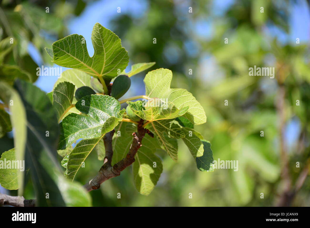 autumn foliage fig tree Stock Photo - Alamy