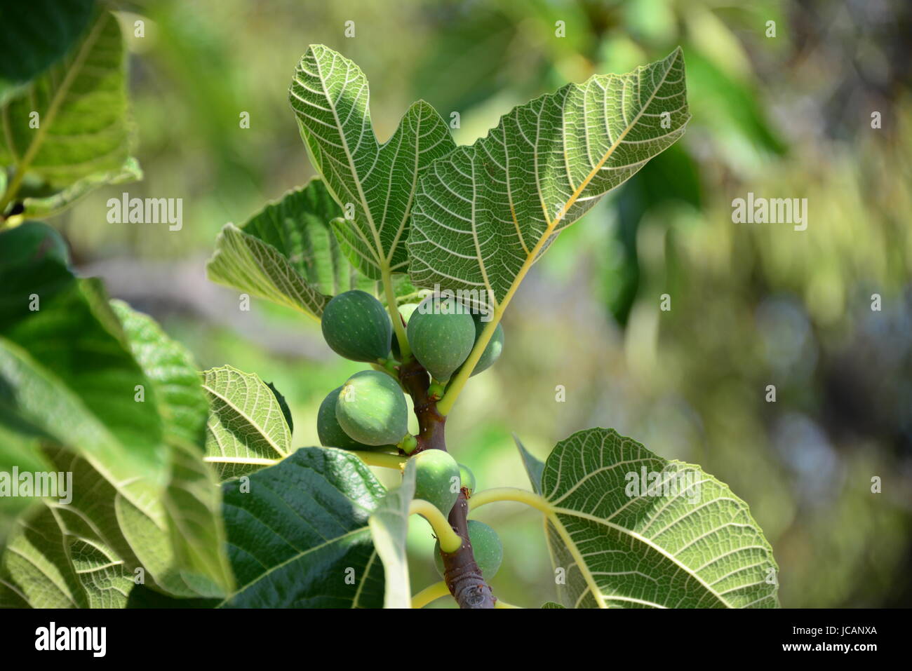 fig tree - spain Stock Photo - Alamy