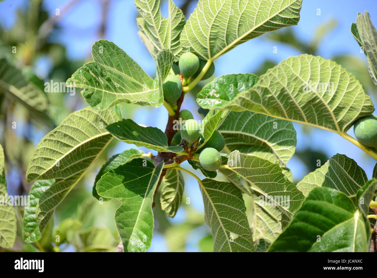 fig tree - spain Stock Photo - Alamy