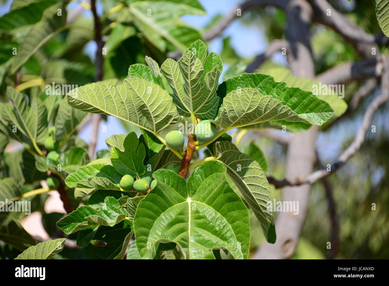fig tree - spain Stock Photo - Alamy