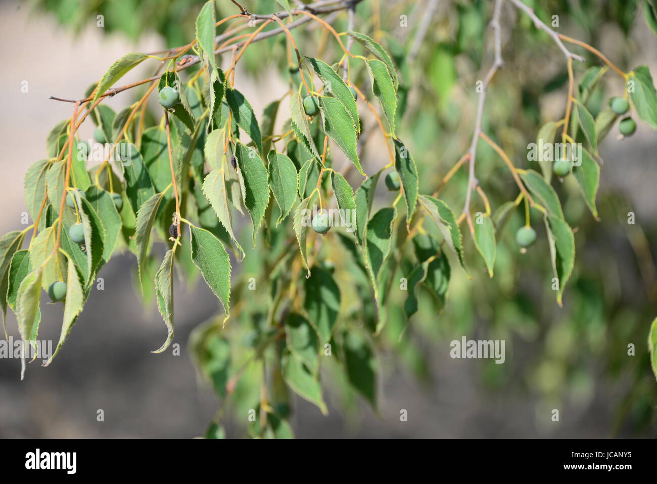 spring flowers - fresh shoots Stock Photo - Alamy