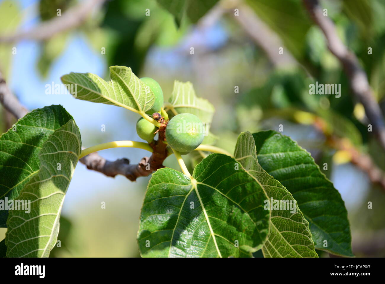 autumn foliage fig tree Stock Photo - Alamy