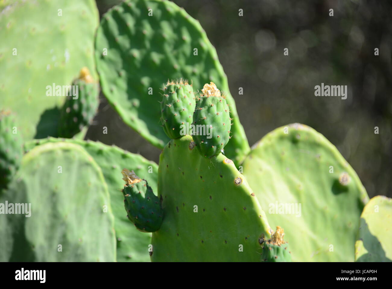 feige cactus - spain Stock Photo - Alamy