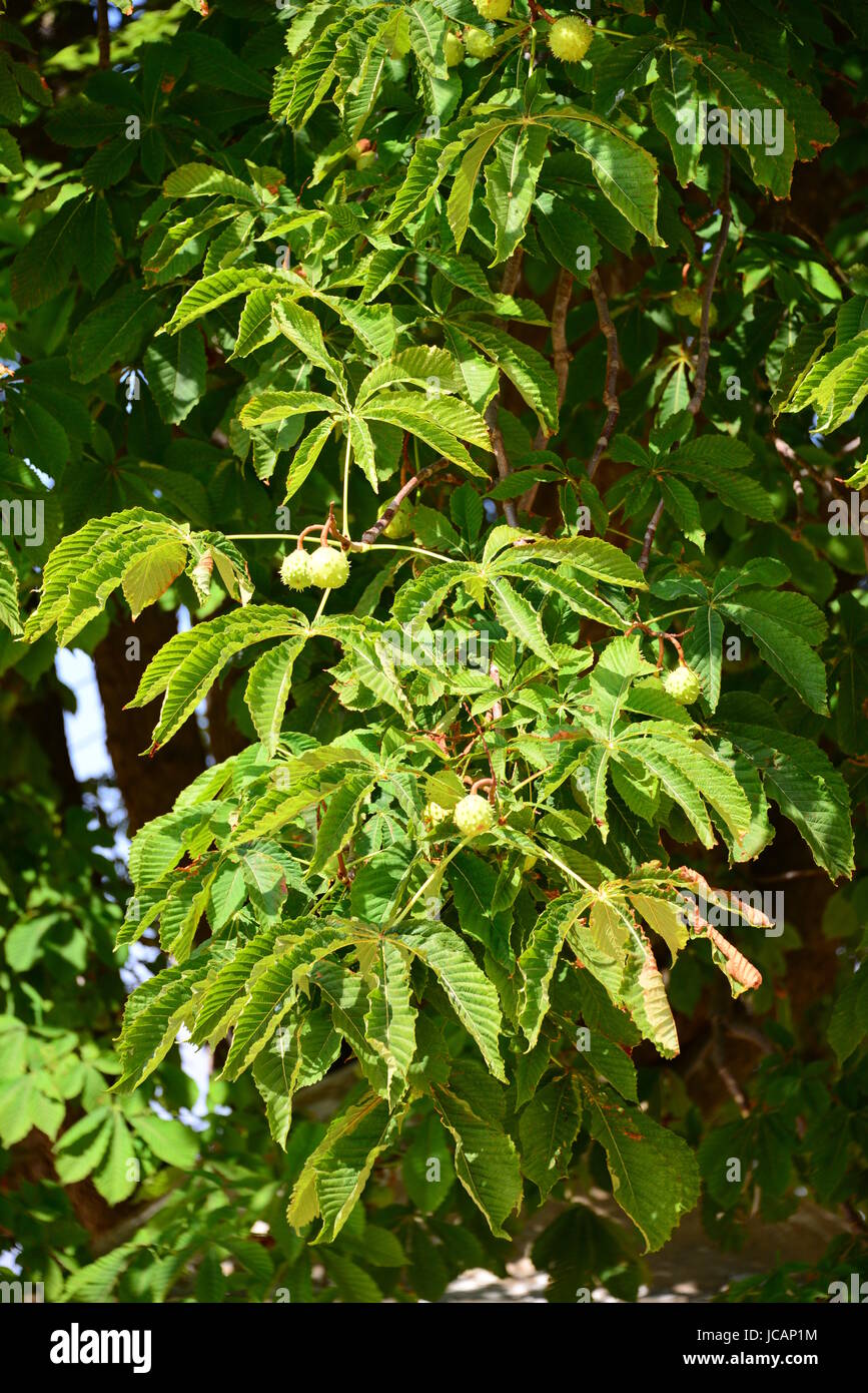 Edelkastanien hi-res stock photography and images - Alamy