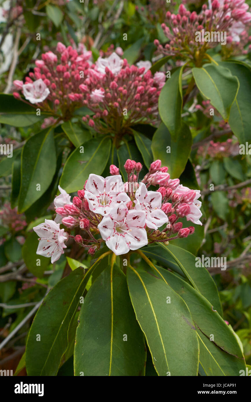 Calico bush kalmia latifolia hi-res stock photography and images - Alamy