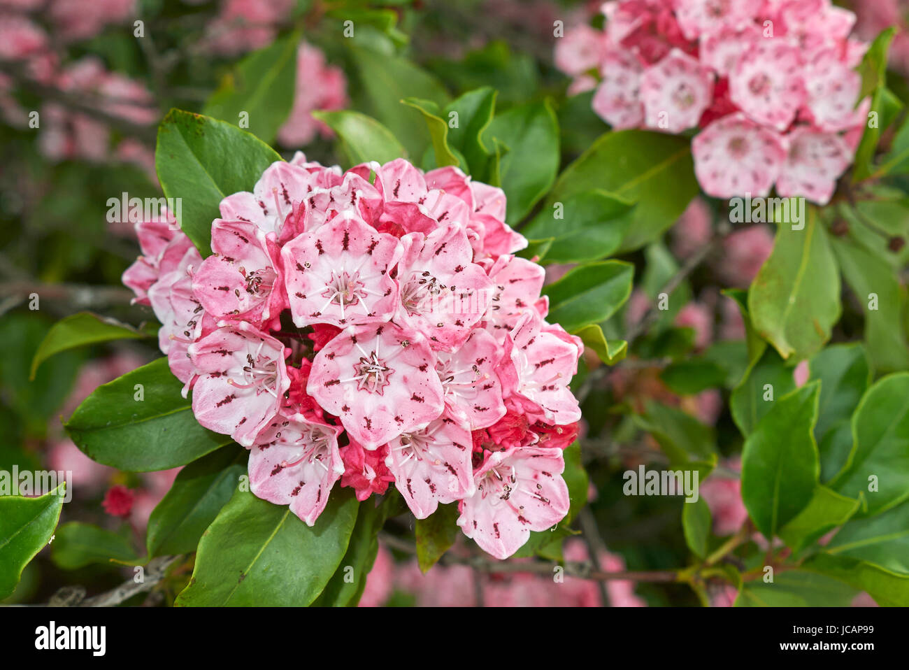 Calico Bush Kalmia Latifolia Stock Photos & Calico Bush Kalmia ...