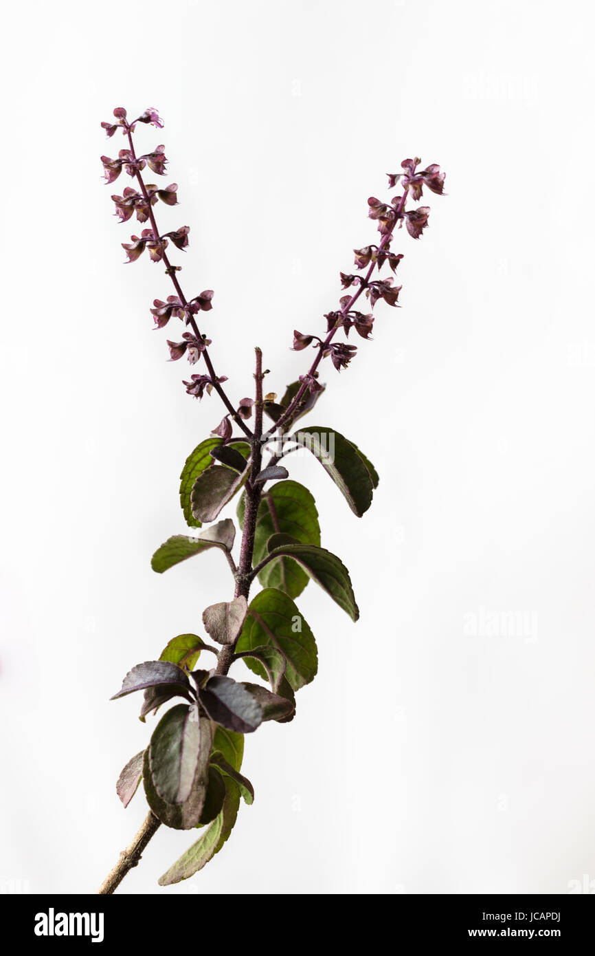 Thulasi flower hi-res stock photography and images - Alamy