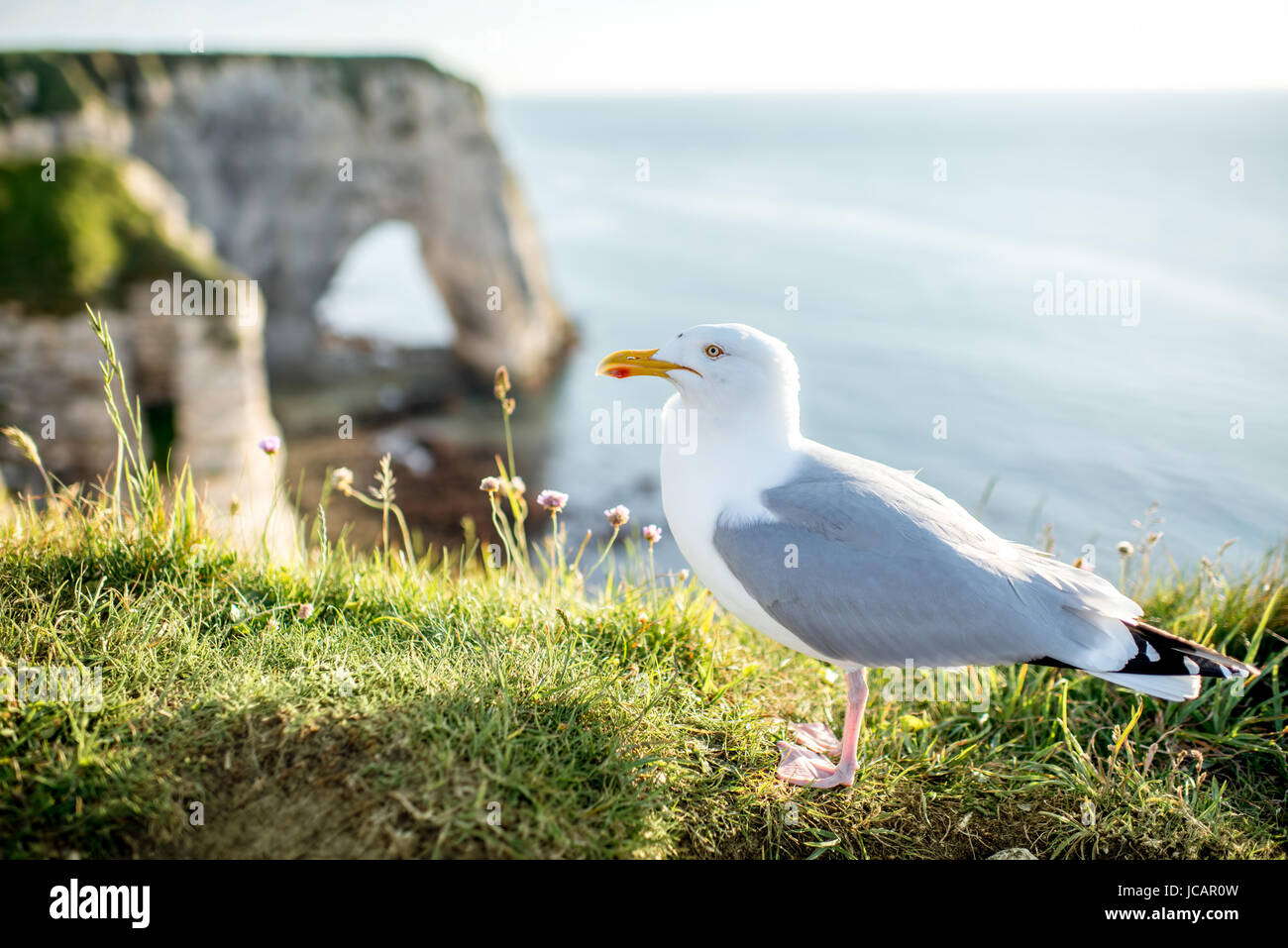 Seagull standing on the beautiful rocky coastline in France Stock Photo ...