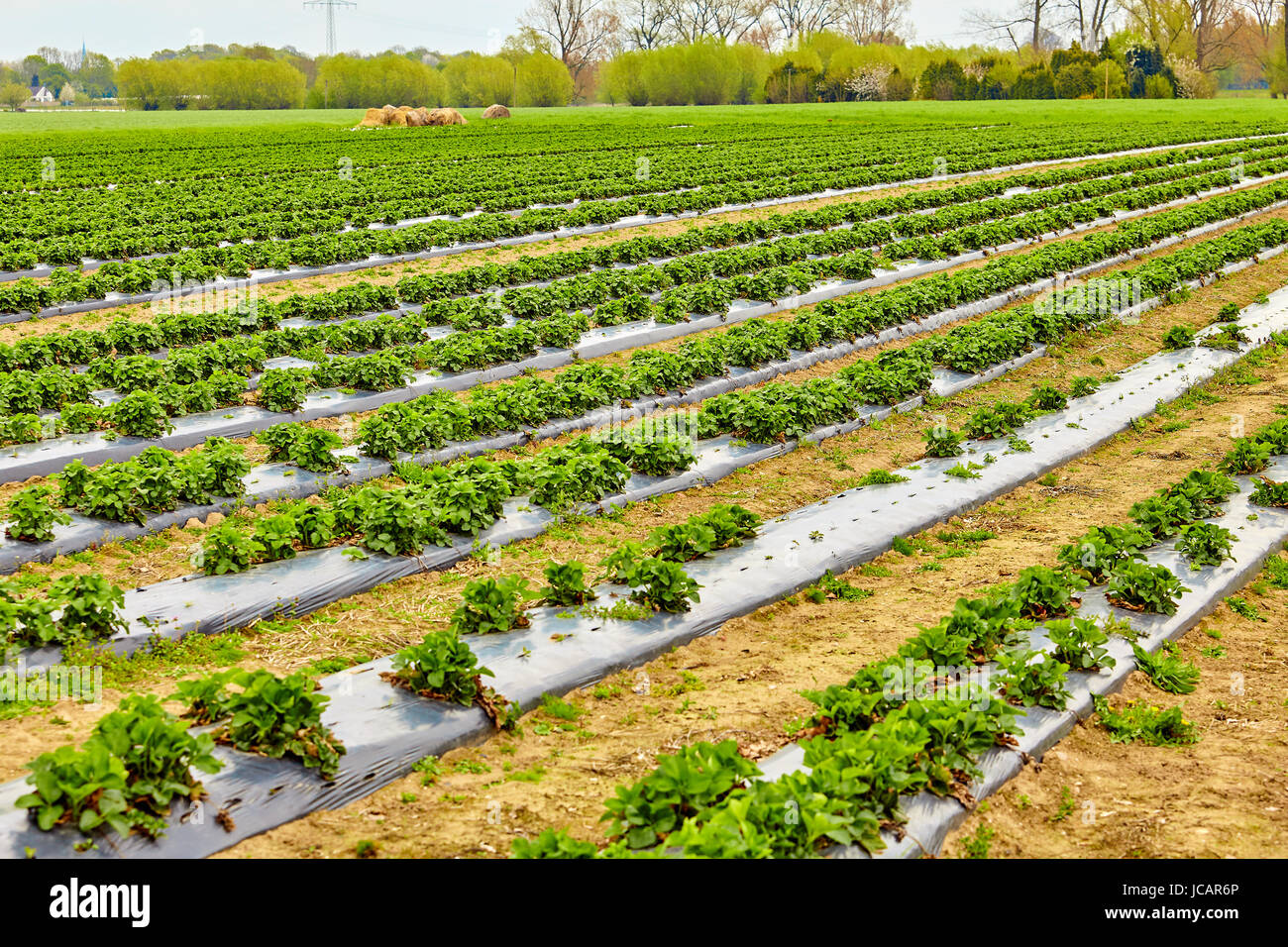 Agriculture farm of strawberry field Stock Photo - Alamy