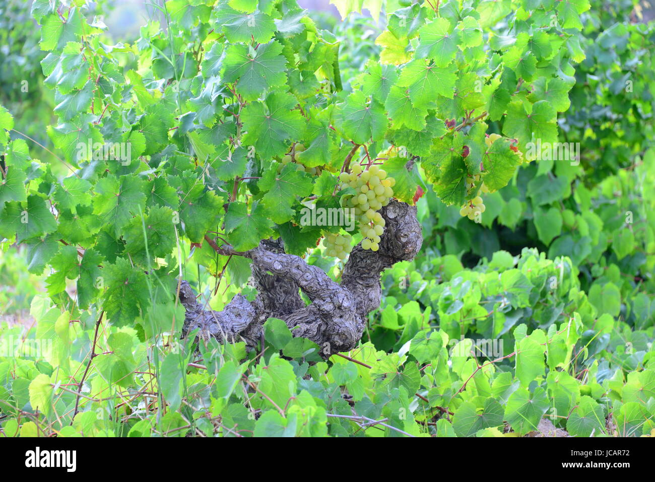 vineyard in spain Stock Photo - Alamy