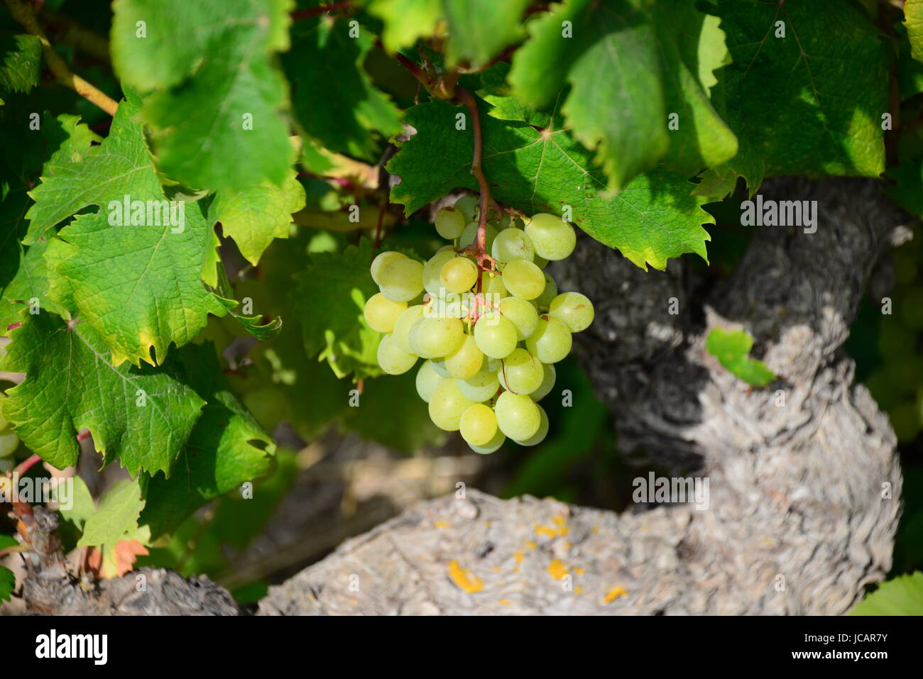vines - spain Stock Photo - Alamy