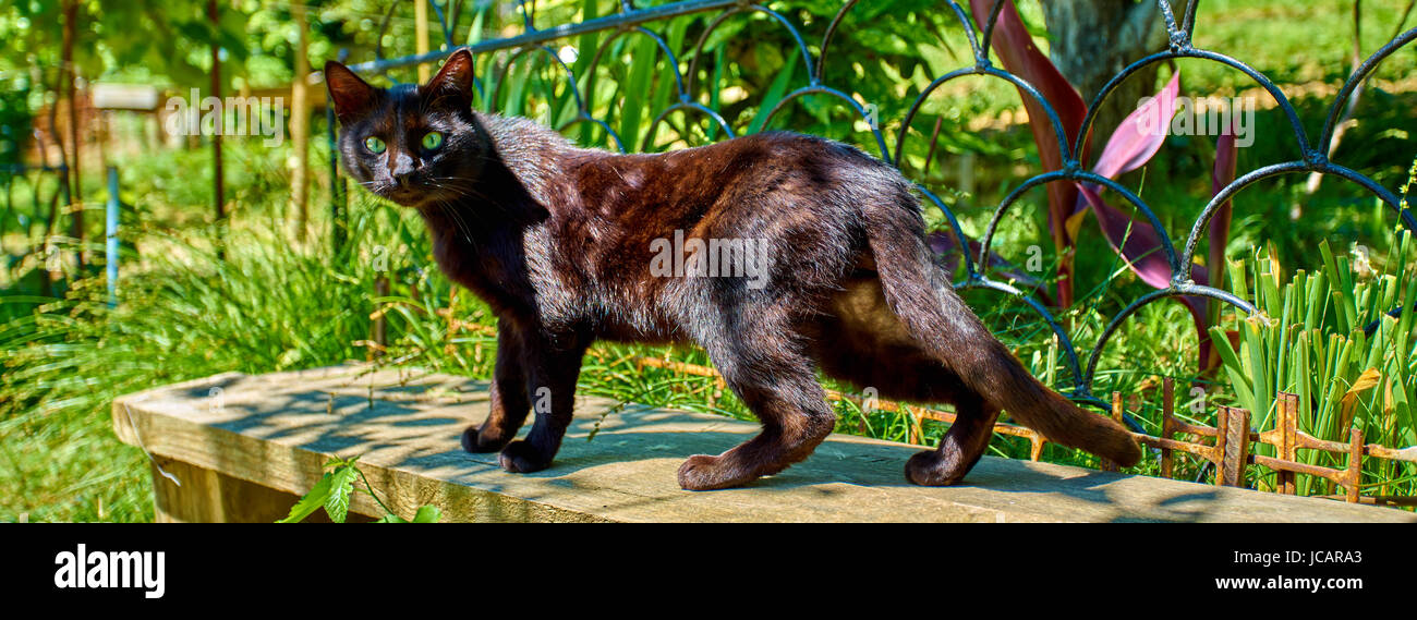 beautiful cat. cat posing outdoors Stock Photo - Alamy