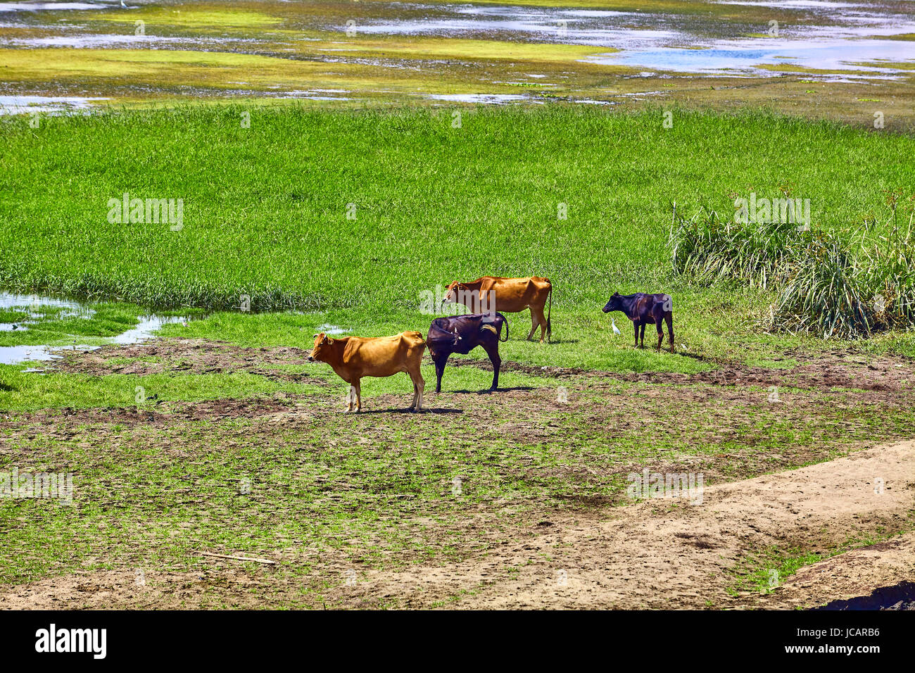 River Nile in Egypt. Life on the River Nile. Cow in Nile Stock Photo ...