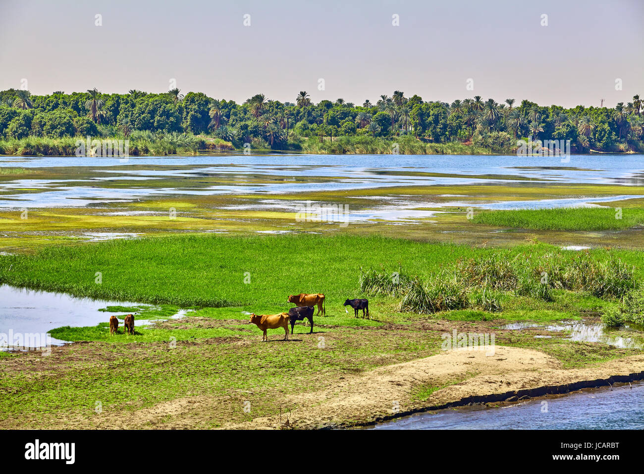 Nile River Delta Landscape