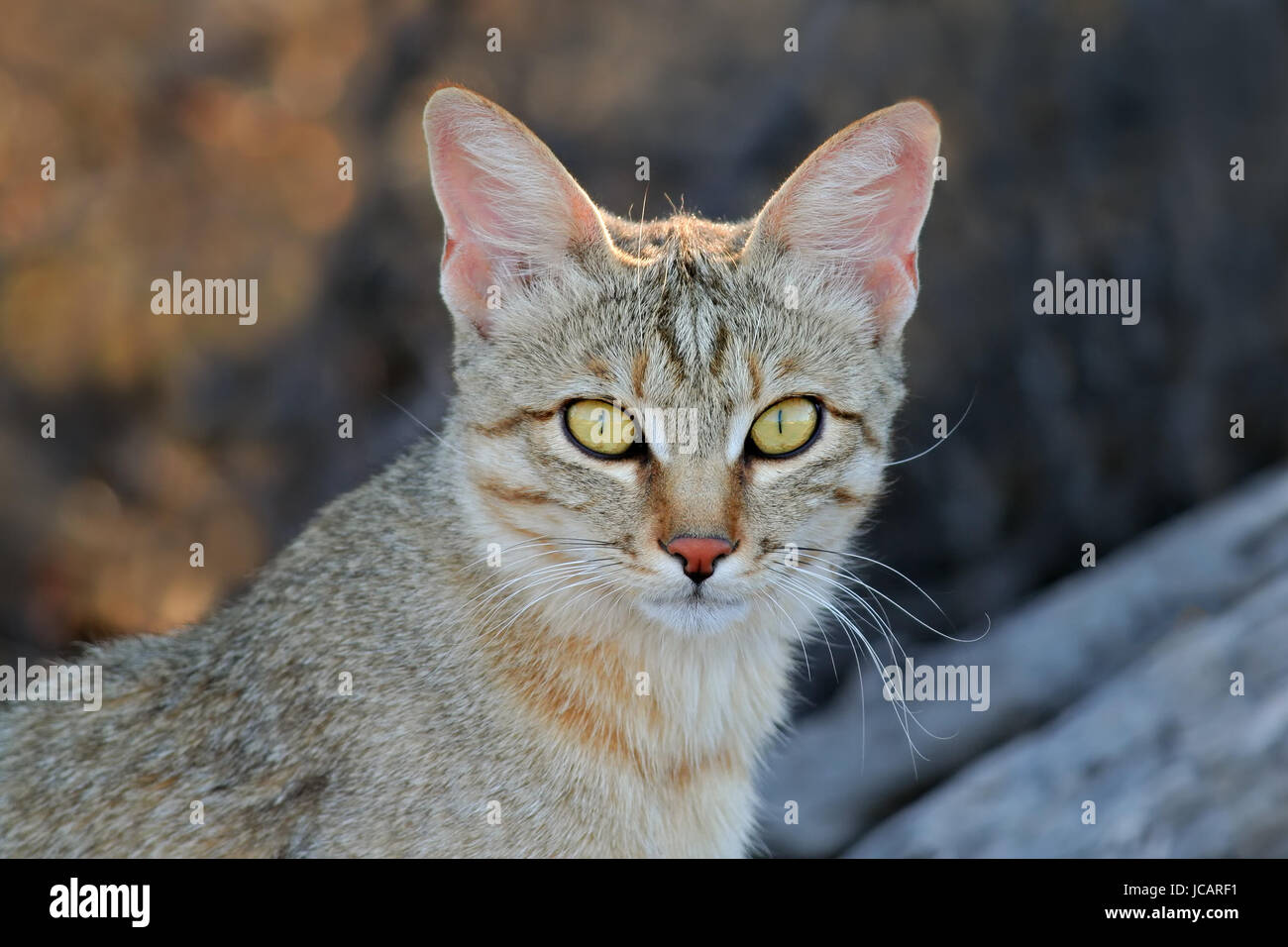 Portrait of an African wild cat (Felis silvestris lybica), Kalahari ...