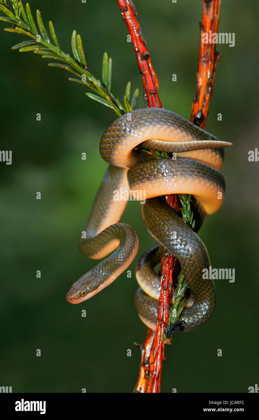 Close-up of an Aurora house snake (Lamprophis aurora), South Africa ...