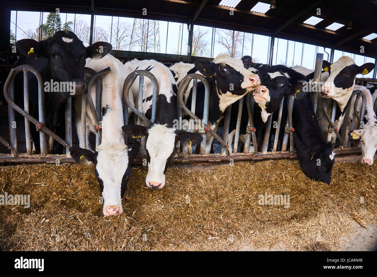 Cows on Farm. Many cows are feeding in farm Stock Photo - Alamy