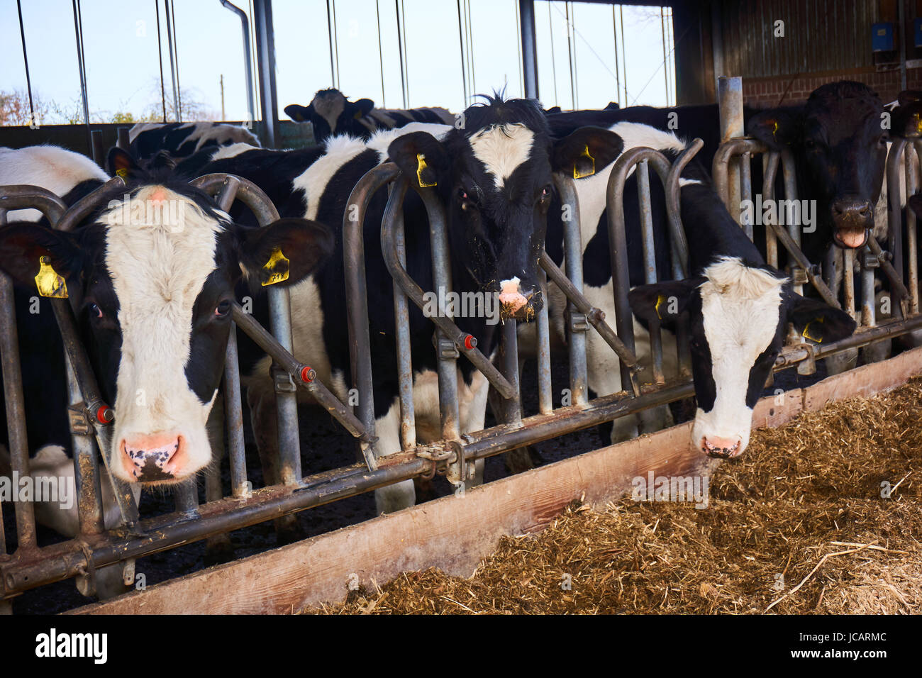 Cows on Farm. Many cows are feeding in farm Stock Photo - Alamy