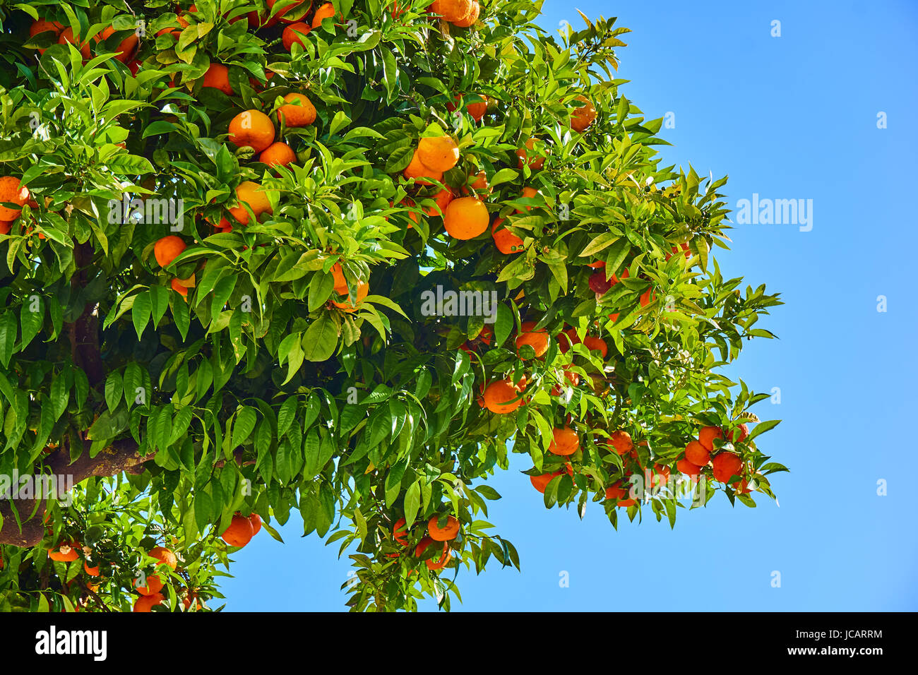 clementines ripening on tree against blue sky. Tangerine tree. Oranges ...
