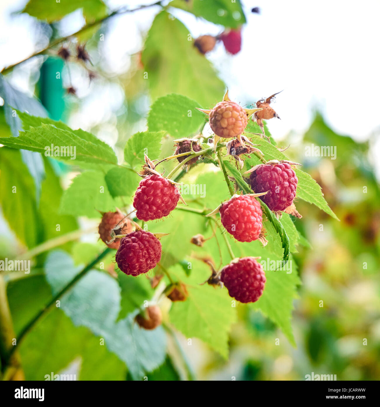 ripe red raspberries on the bush. branch of raspberry Stock Photo - Alamy