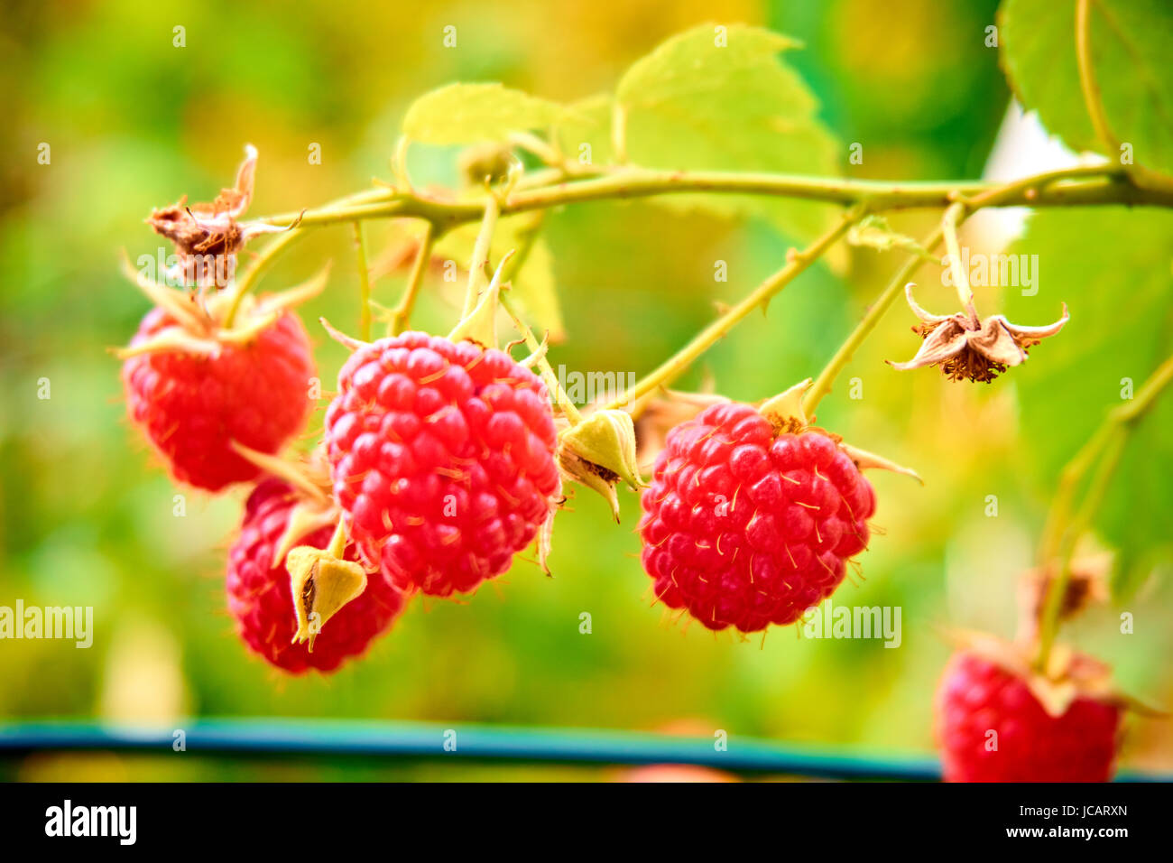 ripe red raspberries on the bush. branch of raspberry Stock Photo - Alamy