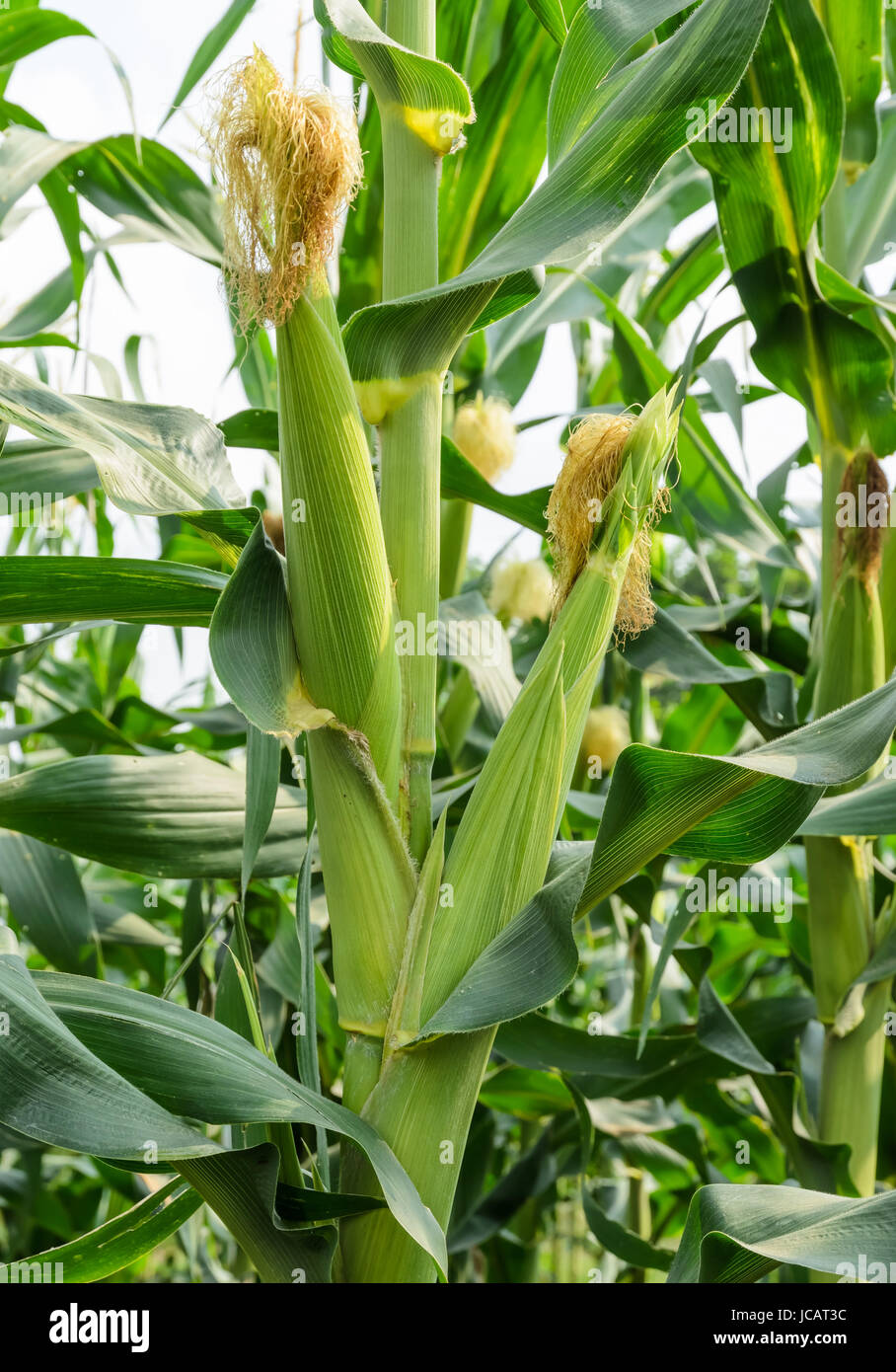 Corn fruit on its tree Stock Photo - Alamy