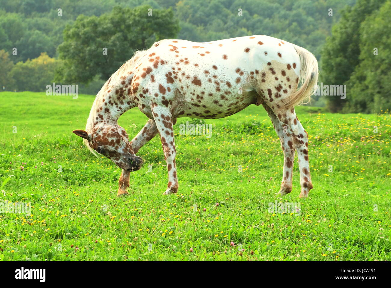 Pippi langstrumpf horse hi-res stock photography and images - Alamy