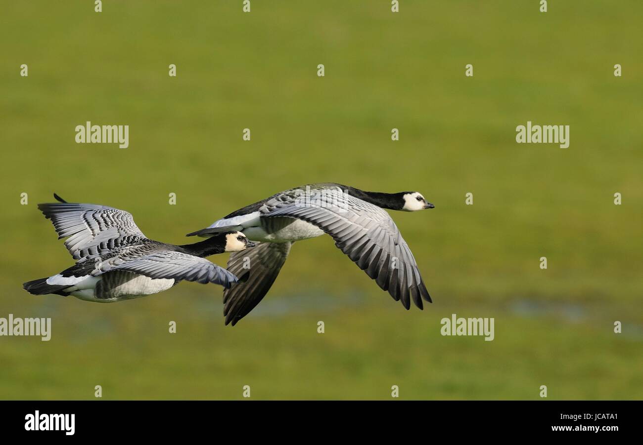 Two Barnacle Geese in flight Stock Photo - Alamy